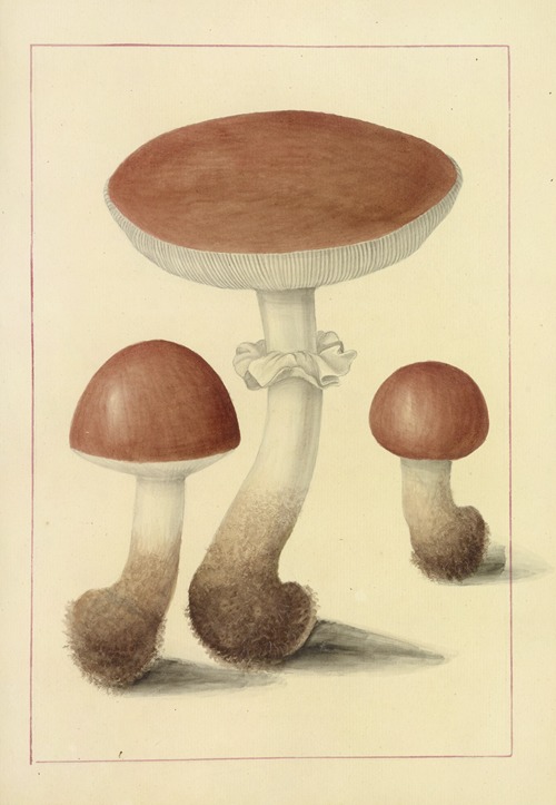 Iris, versicolor corollis imberbibus germinibus, Subtrigonis - Iride variegato - L'Iris, ou ...