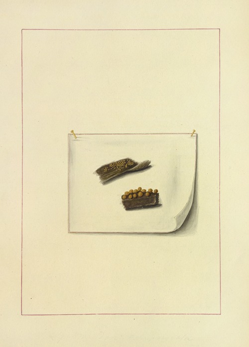 Quamoclit Americana foliis cordiformibus, acutis, et leviter angulatis ...