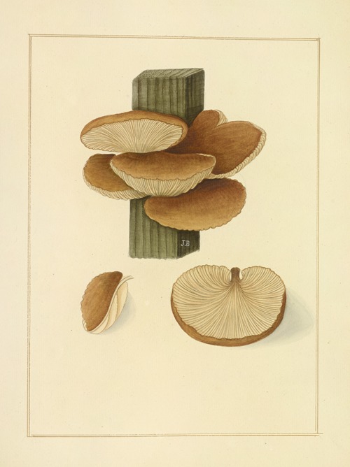 Plantago gramineo folio, major by - Artvee