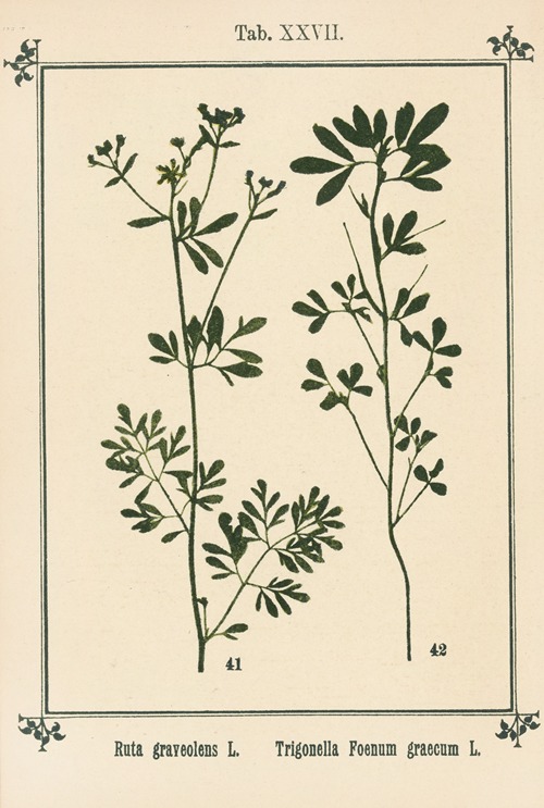 Stramonium Malabaricum, fructu glabro, flore duplici, et triplici - L ...