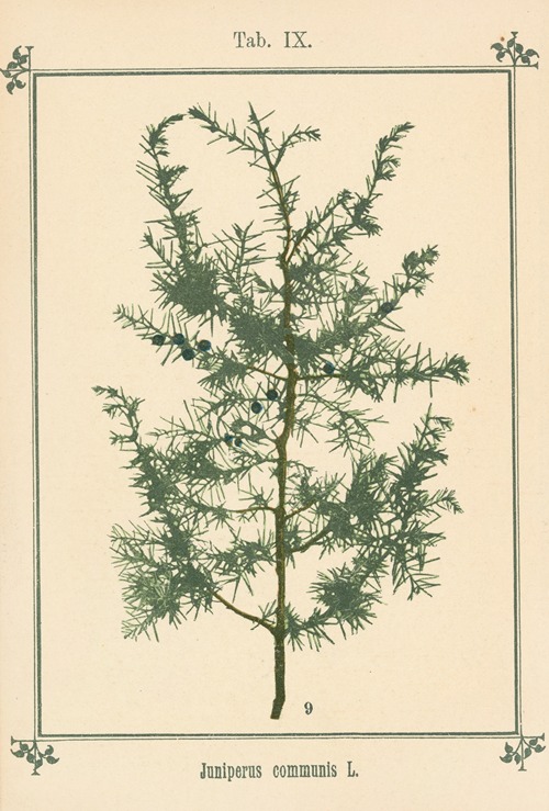Limonium maritimum majus - Behen - Le Behen rouge. (Sea lavender) by ...