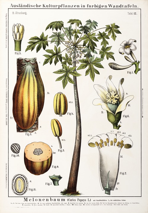 Hermann Zippel - Artvee