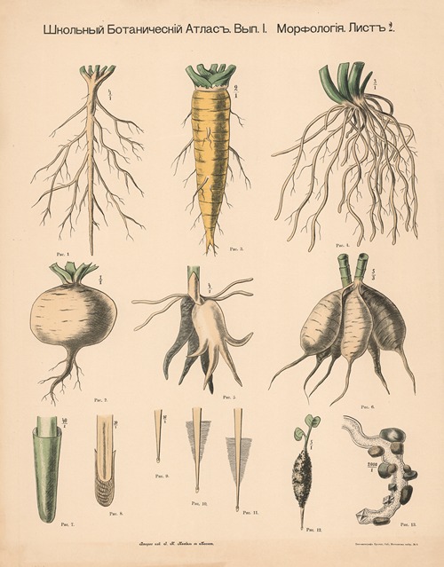 Botanical wall charts for school use - Artvee
