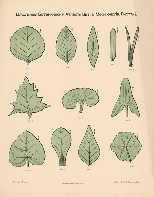 Botanical wall charts for school use - Artvee