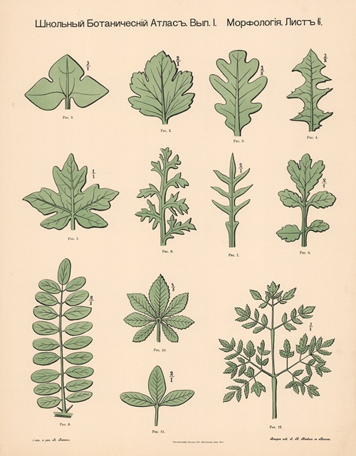 Botanical wall charts for school use - Artvee