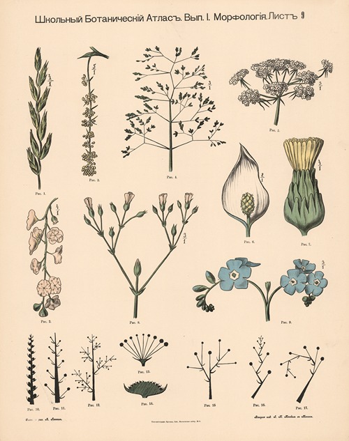 Botanical wall charts for school use - Artvee