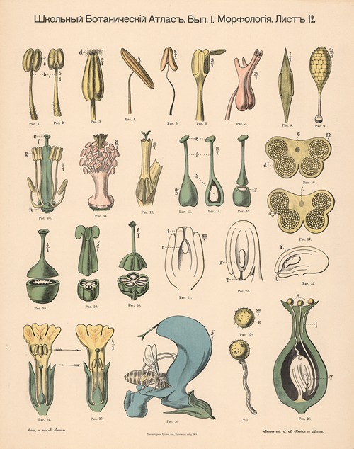 Botanical wall charts for school use - Artvee