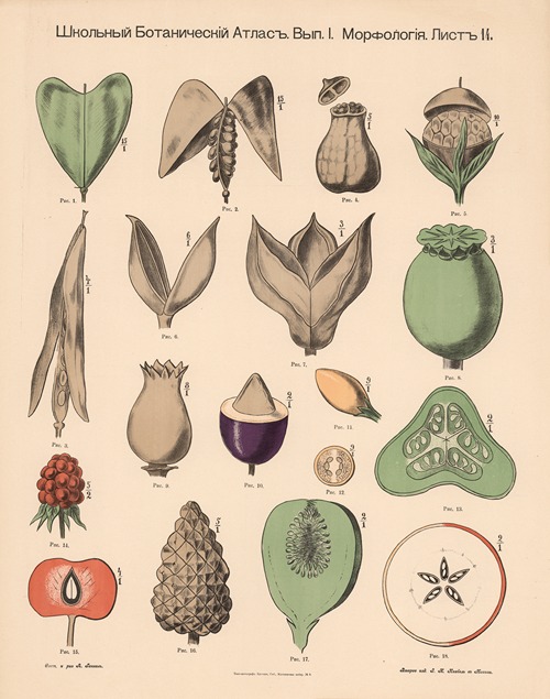 Botanical wall charts for school use - Artvee