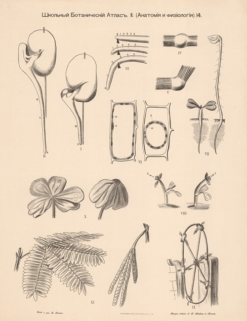 Botanical wall charts for school use - Artvee