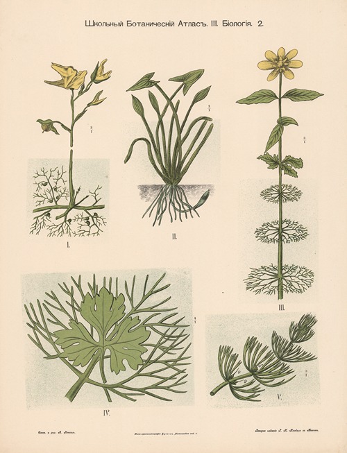 Botanical wall charts for school use - Artvee