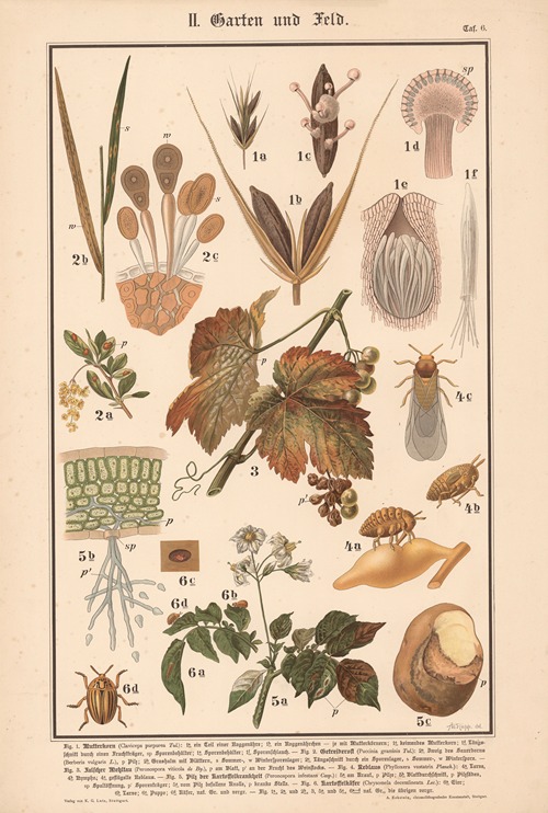 Meadow sage, Common vetch - Artvee