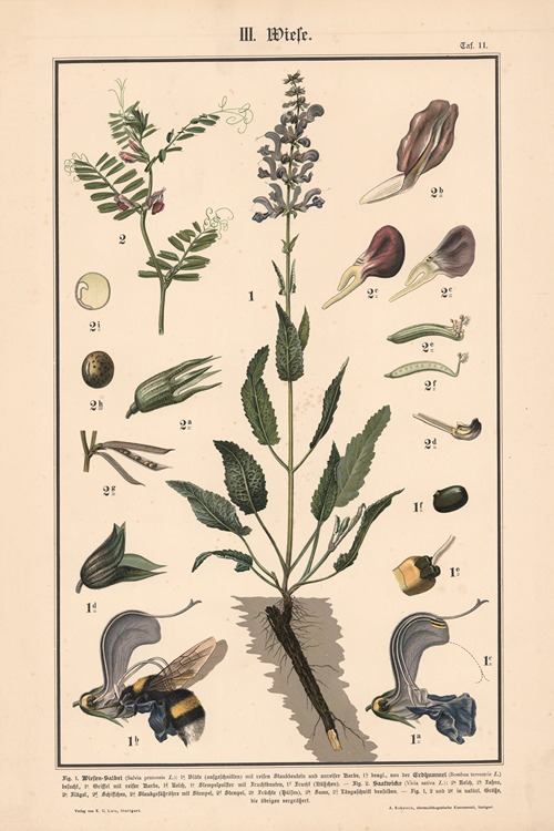 Lutz's Biology Boards - Artvee