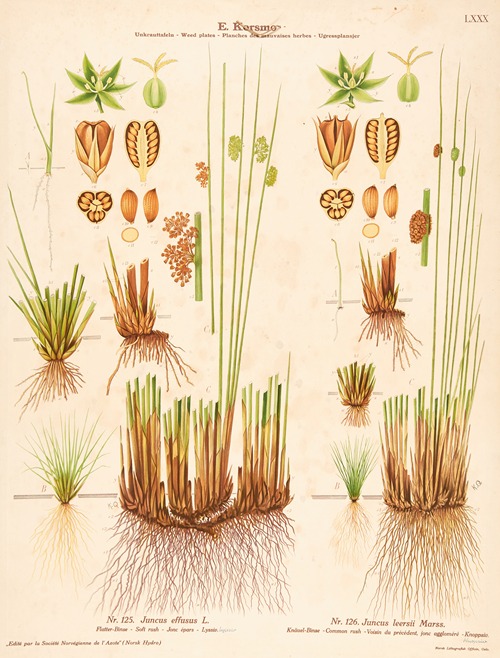 Dwarf mallow, common mallow, Round-leaved mallow - Artvee