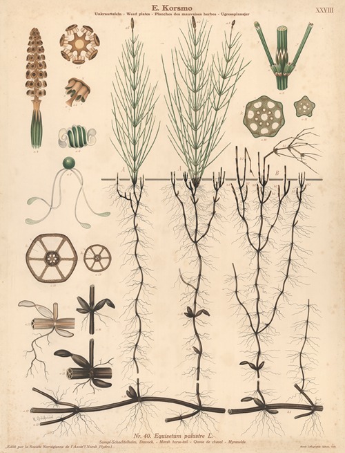 Great bindweed, larger bindweed - Artvee