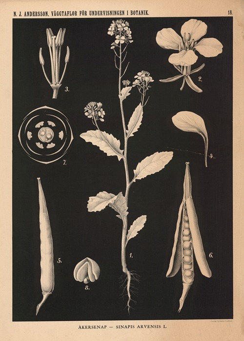 18 Åkersenap – Sinapis Arvensis L. - Artvee