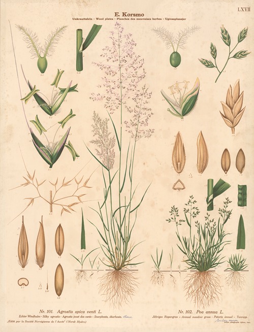 Sara Mørk - Artvee