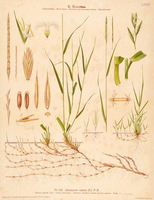 Sara Mørk - Artvee
