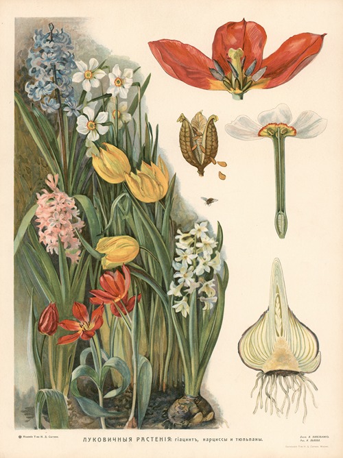 Russian botanical plates - Artvee