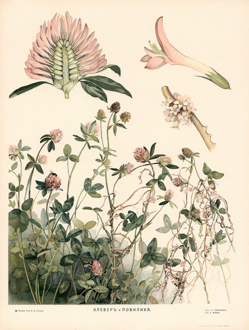 Russian botanical plates - Artvee