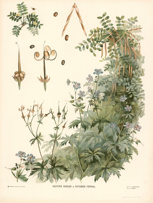 Russian botanical plates - Artvee