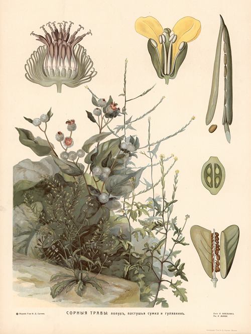 Russian botanical plates - Artvee