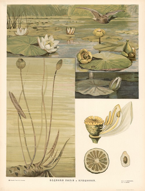 Russian botanical plates - Artvee