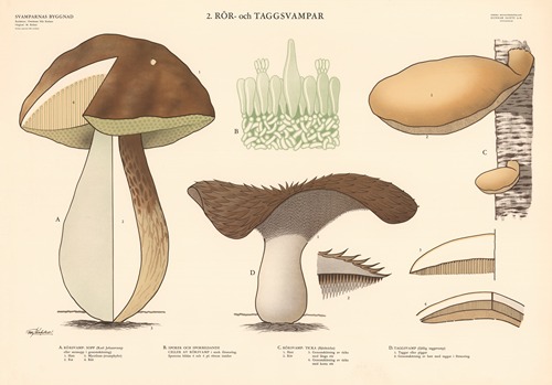 The structure of fungi - Artvee