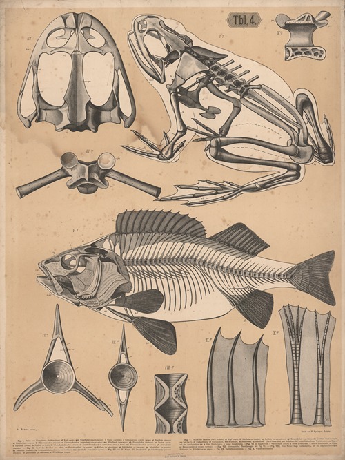 Skeleton of insects - Artvee