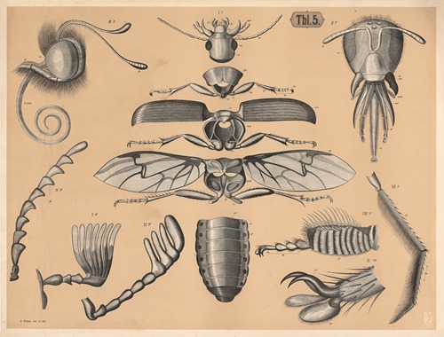 Skeleton of insects - Artvee