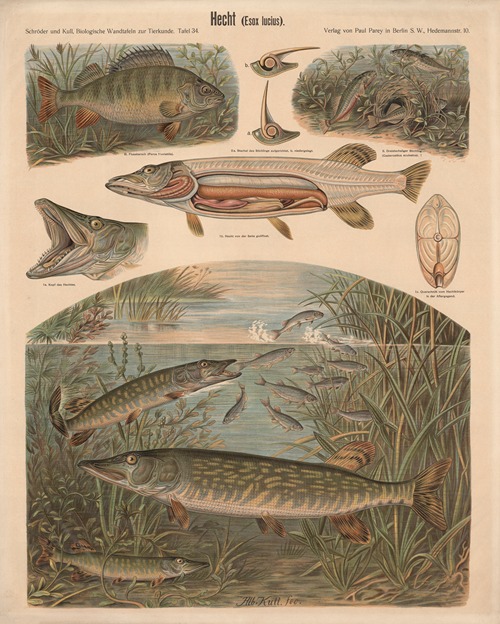 Albert Kull - Artvee