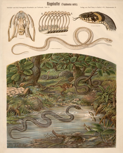 Schröder & Kull's Zoological Wall Charts - Artvee