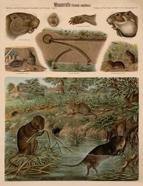 Schröder & Kull's Zoological Wall Charts - Artvee