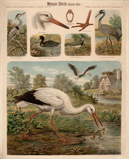 Schröder & Kull's Zoological Wall Charts - Artvee