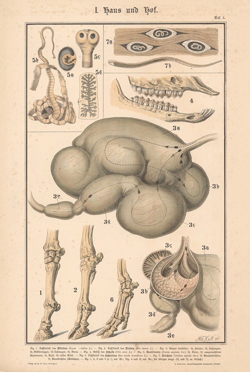 Meadow sage, Common vetch - Artvee