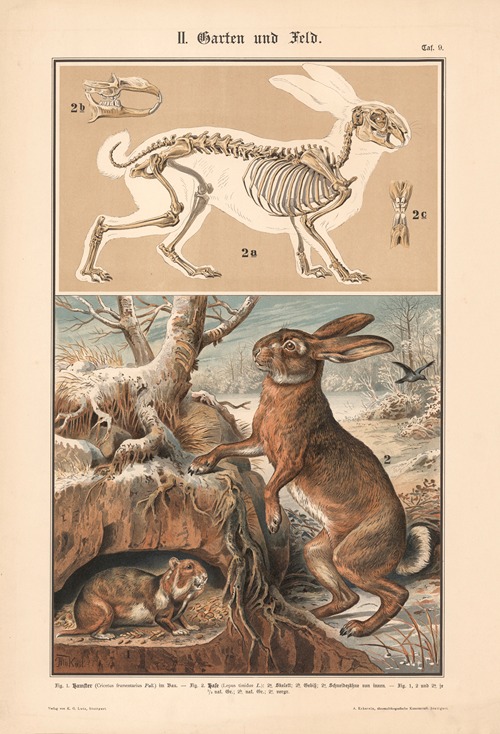 Lutz's Biology Boards - Artvee