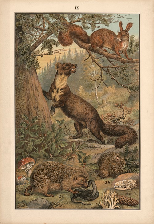 Lutz's Biology Boards - Artvee