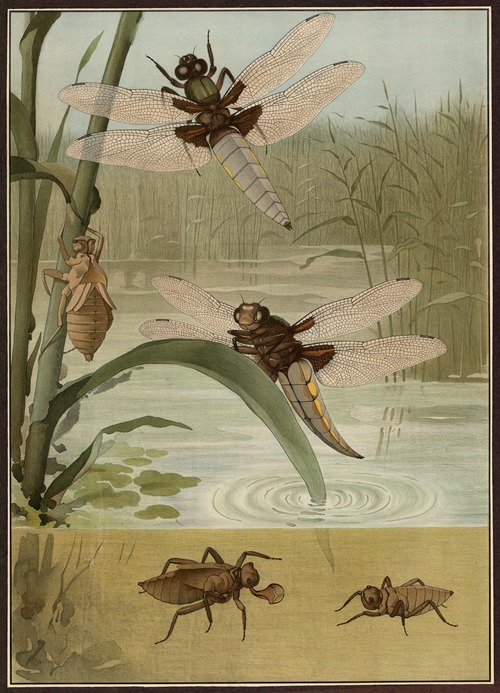 Pascal's Insects - Artvee
