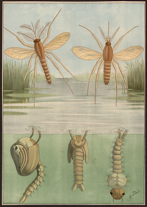 Pascal's Insects - Artvee