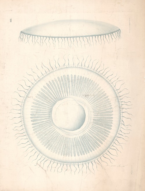 Tegner & Kittendorf's Biology Boards - Artvee