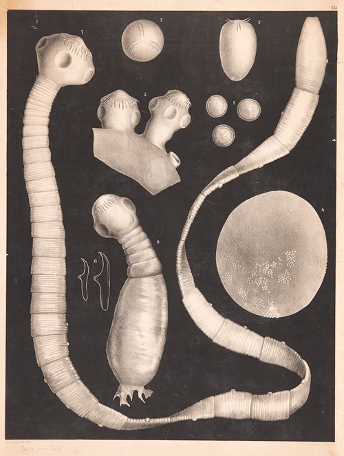Tegner & Kittendorf's Biology Boards - Artvee