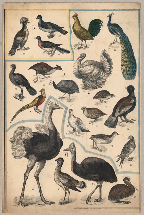 Natural history of Animals - Artvee