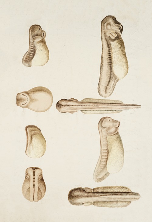 Comparative Anatomy - Artvee