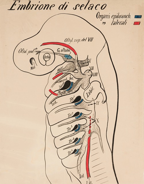 Comparative Anatomy - Artvee