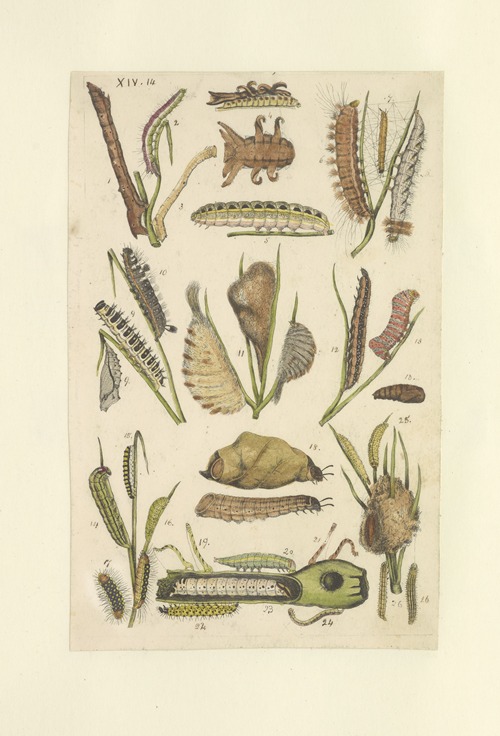 Plants & Animals - Artvee