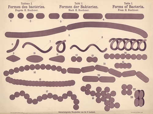 Bacteria - Artvee