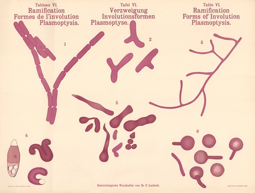 Bacteria - Artvee