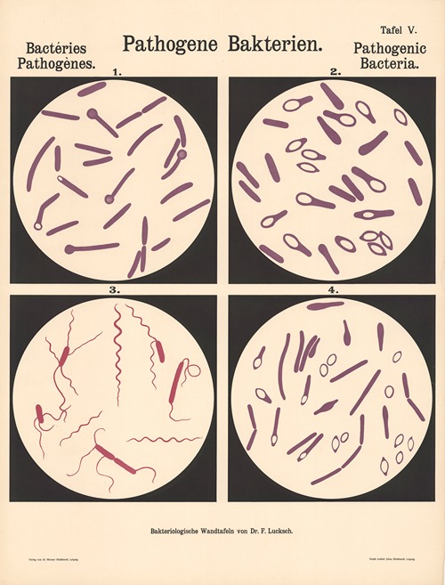 Pathogenic Bacteria - Artvee