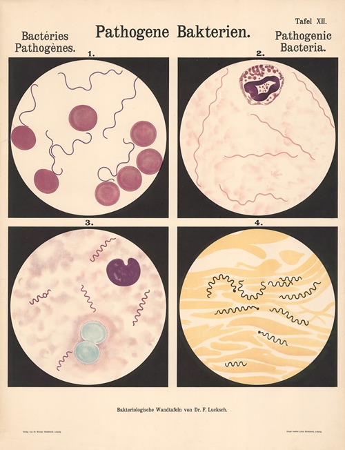 Pathogenic Bacteria - Artvee