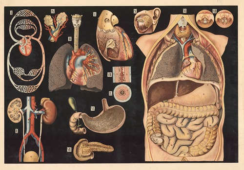 Internal organs and blood circulation - Artvee