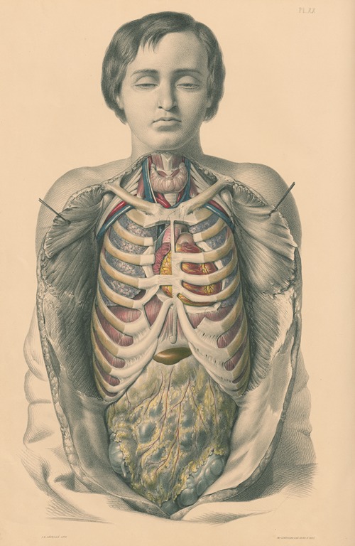Francis Sibson - Artvee